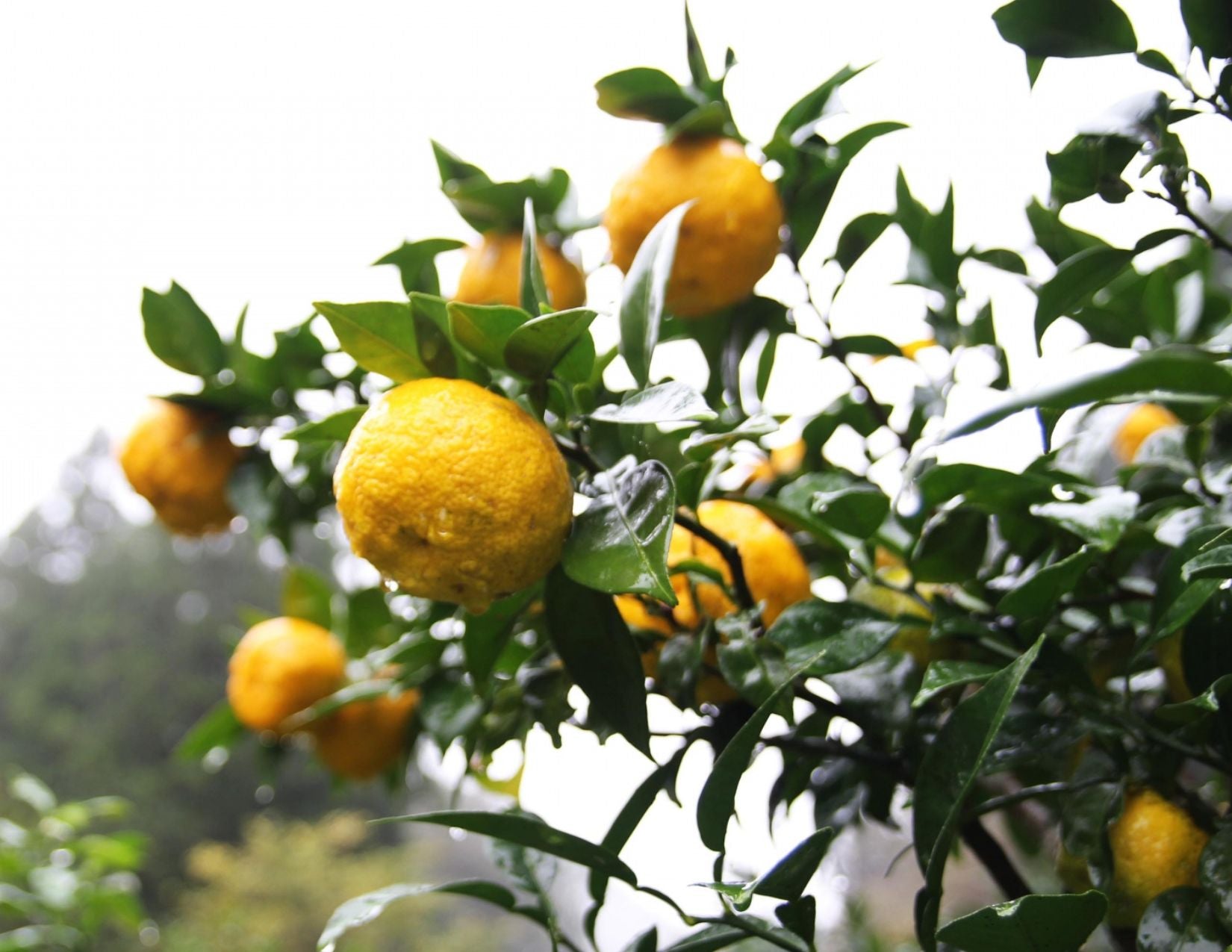 Yuzu Citrus Seasonal Products – Kokoro Care