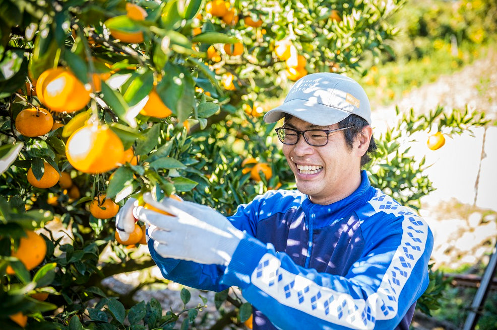 Salt Mikan (Japanese Mandarin Orange) Marinade - Kokoro Care Packages