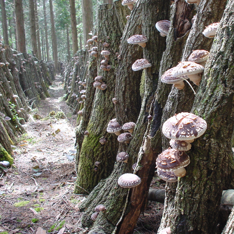 Shiitake Furikake (Mushroom Seasoning) - Kokoro Care Packages