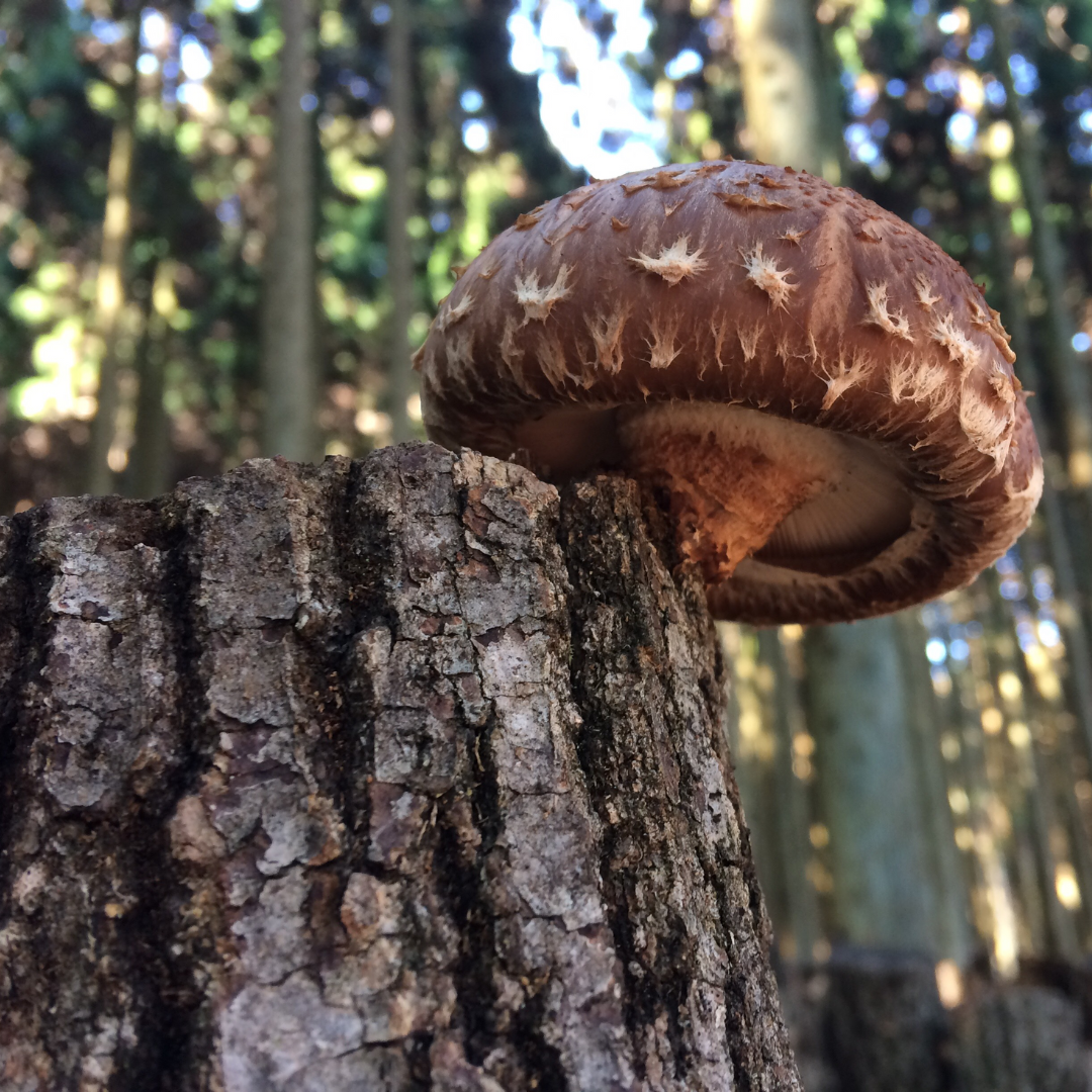 Shiitake Furikake (Mushroom Seasoning) - Kokoro Care Packages