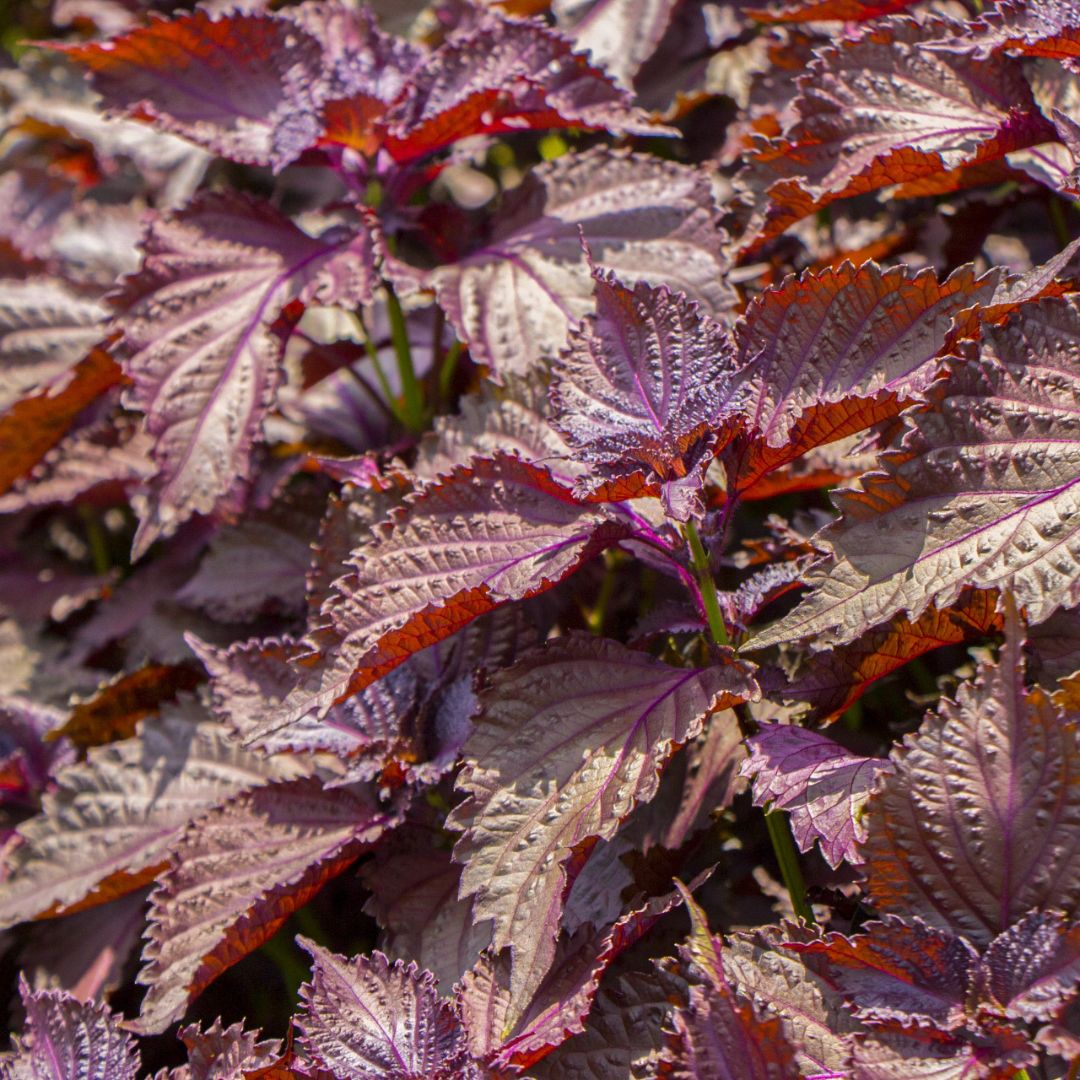 Red Shiso Syrup - Kokoro Care Packages