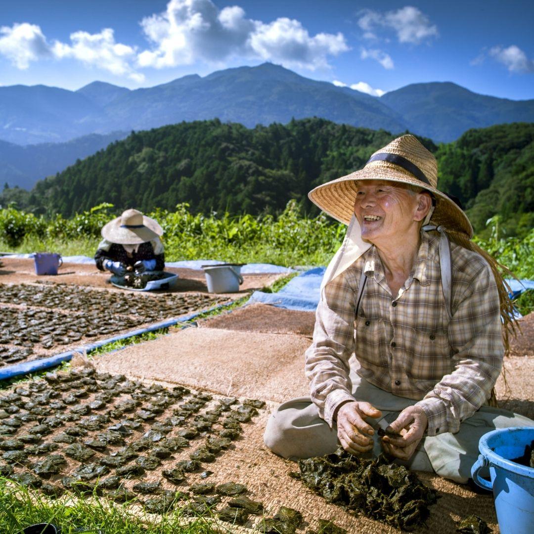 Goishicha (Fermented Tea) - Kokoro Care Packages